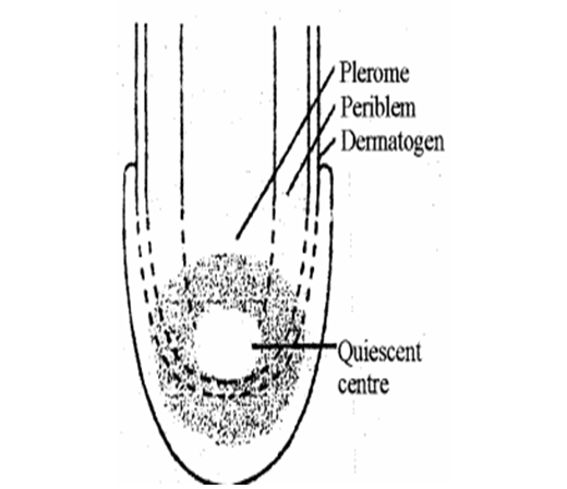 Department of Botany, Girraj Govt. College: Theories of Shoot Apex and ...