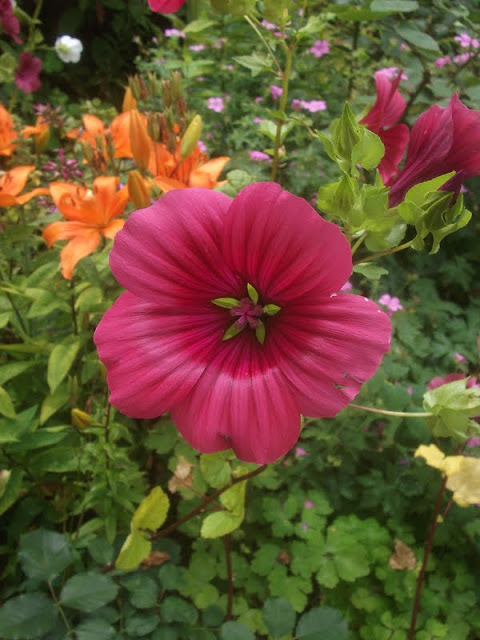 What ho Hidcote!: Malope trifida ‘Vulcan’