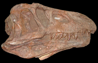 Species New to Science: [Paleontology • 2021] Bharitalasuchus tapani ...