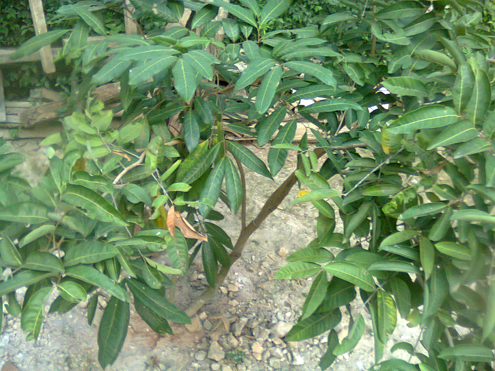 Cara Budidaya KELENGKENG Agar Cepat Berbuah Lebat dan Menguntungkan ...