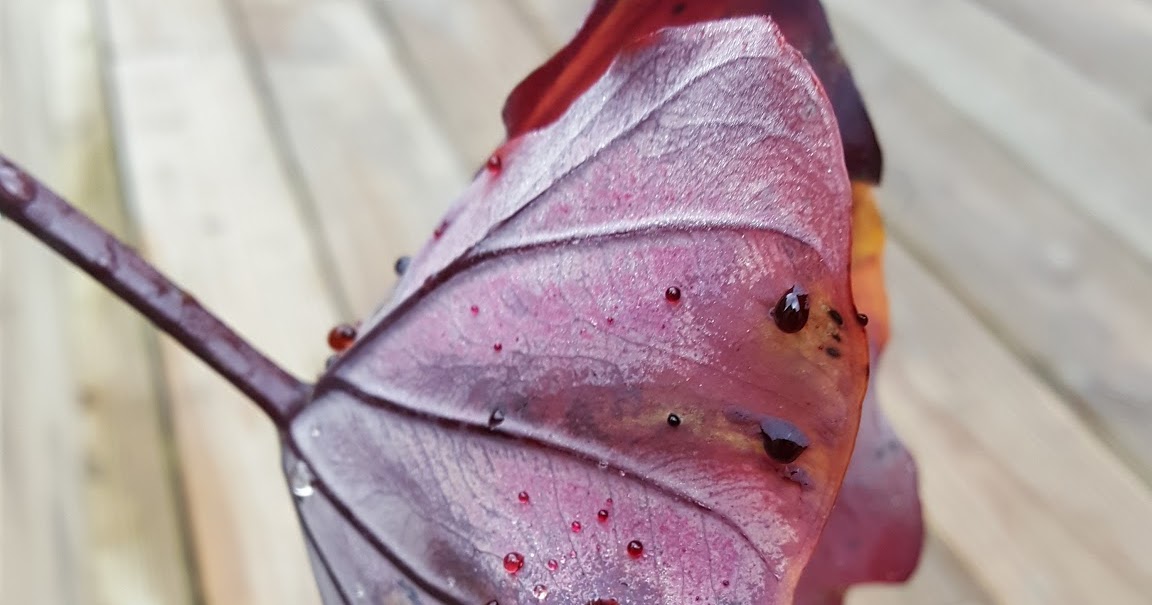 Bleeding elephant ear