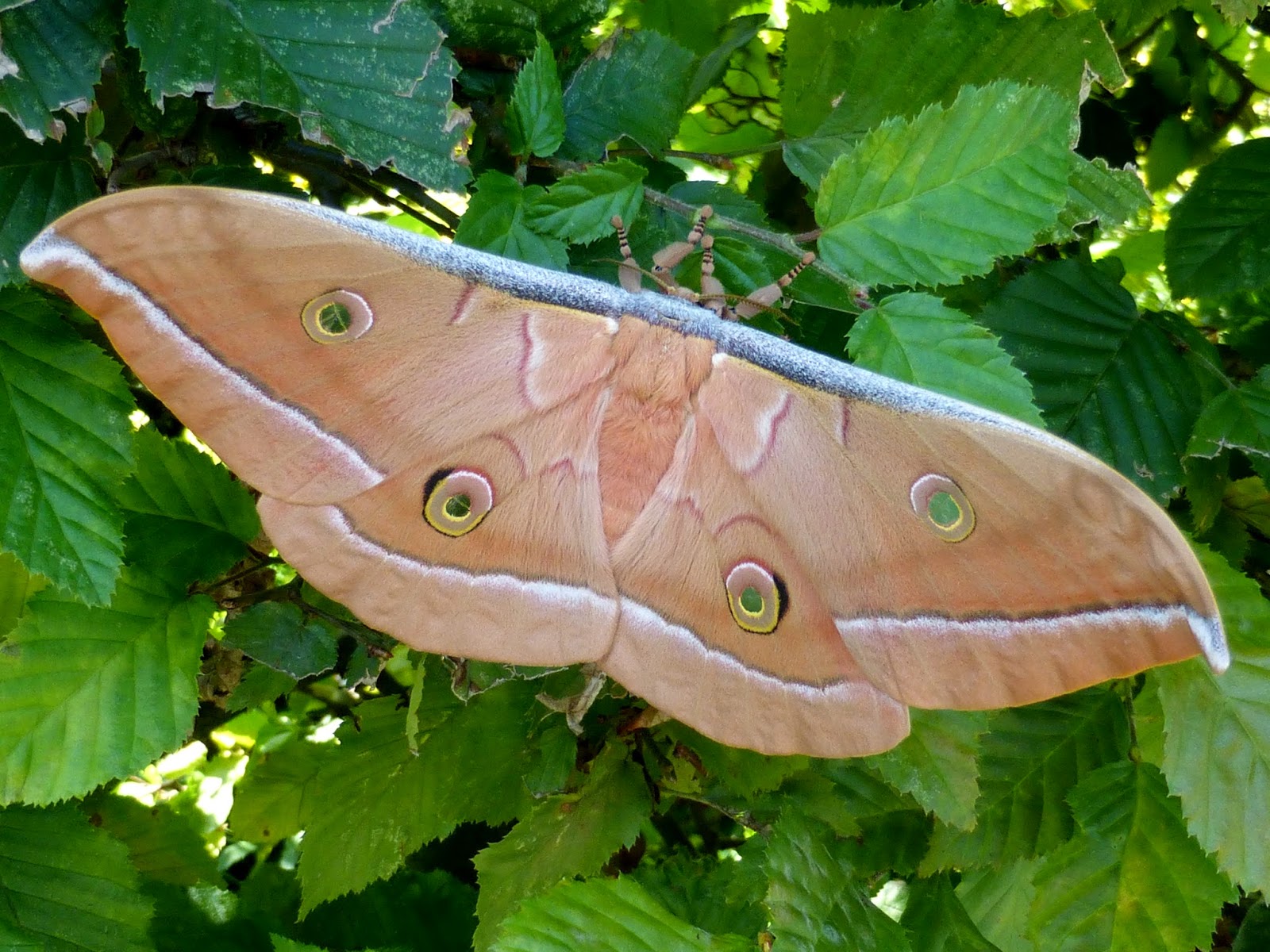 Silkmoths and more: Silkmoth of the week: Antheraea pernyi