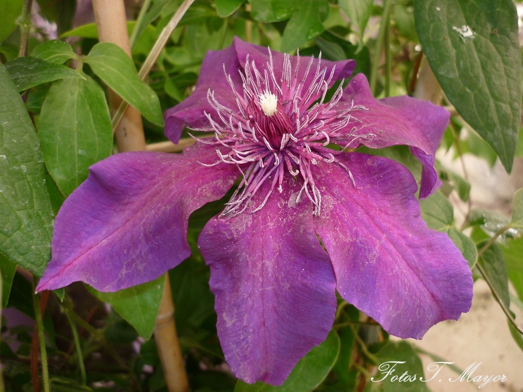 Flores y plantas silvestres: " Clematis spp ". Clemátide.