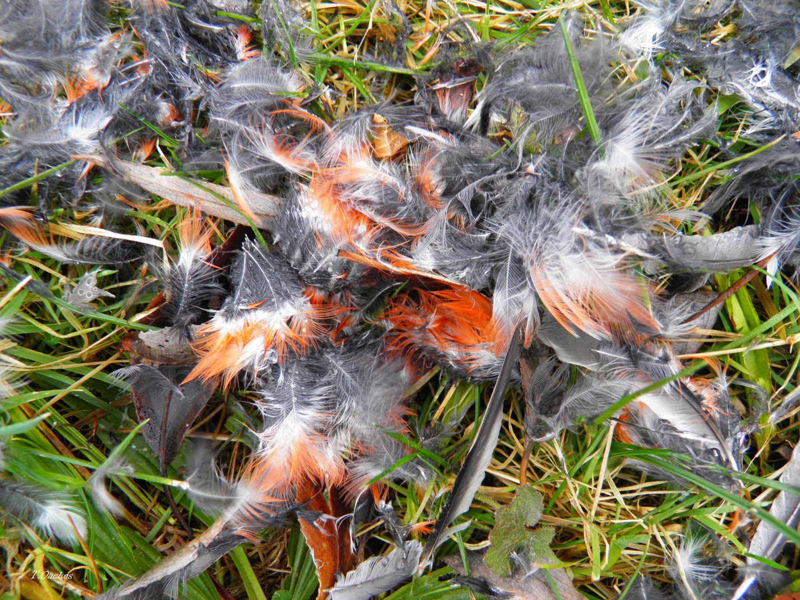 PASARI DIN ROMANIA: ULIU PORUMBAR (ULIUL GAINILOR), Accipiter gentilis
