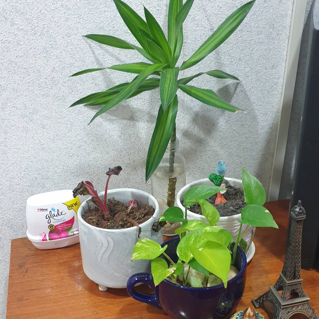 Pokok office | Life Is Beautiful