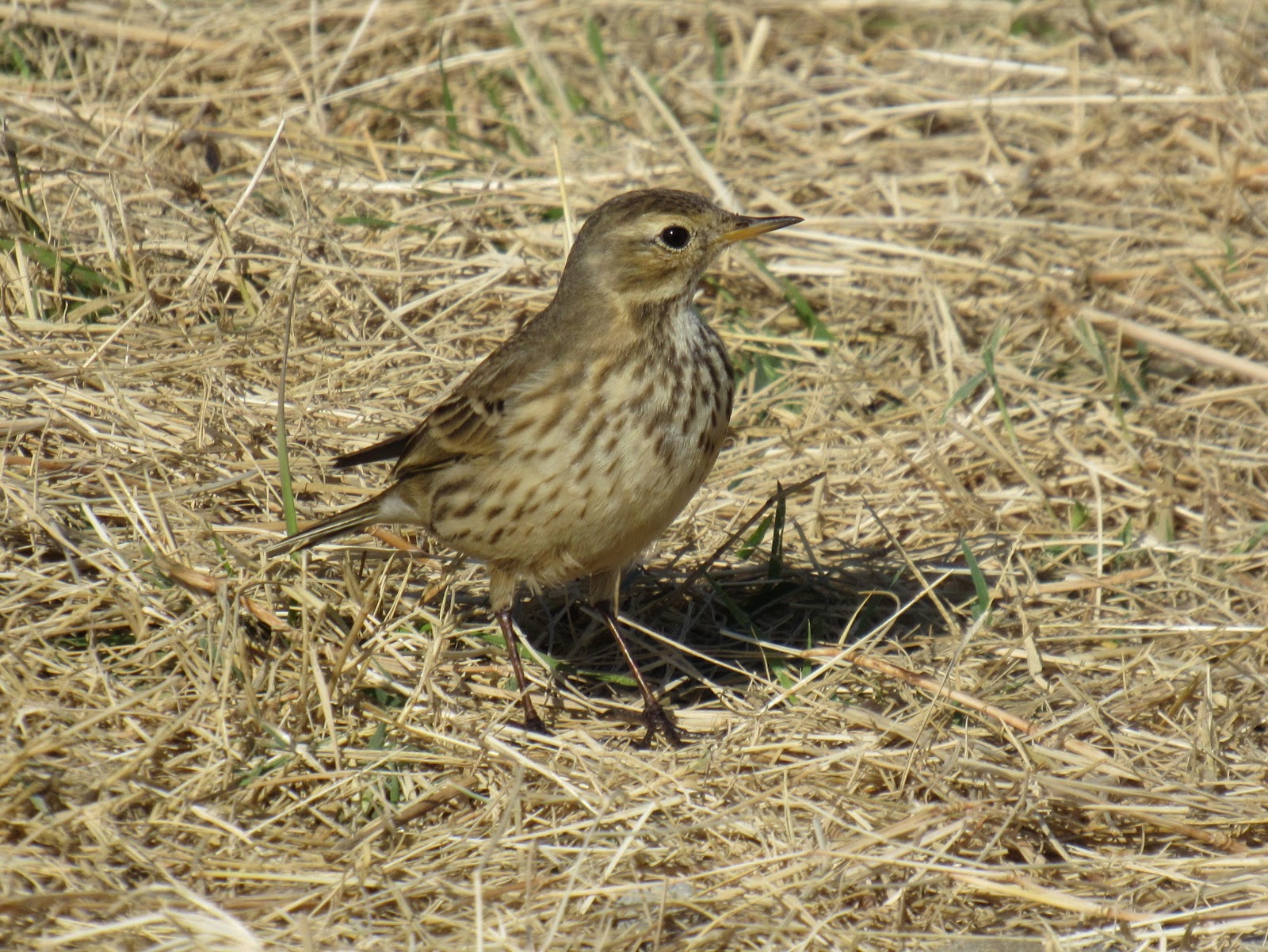 Meeting the American Pipit: An Introduction to Birding