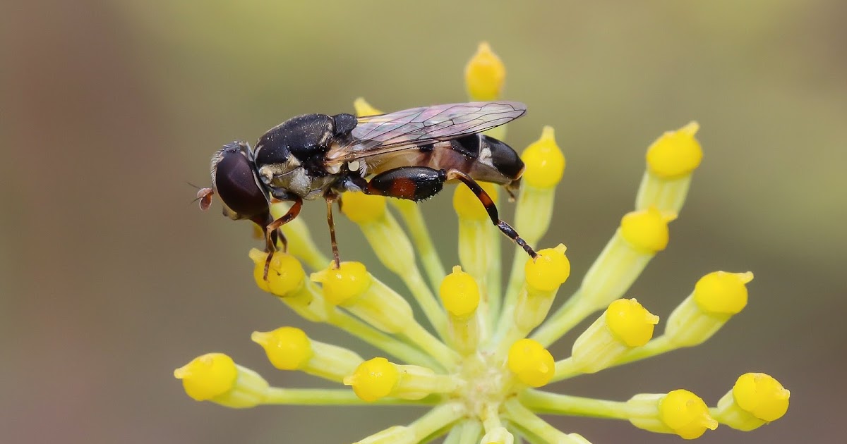 Cuaderno de campo. Naturaleza de Canarias: Sírfidos (Syrphidae)