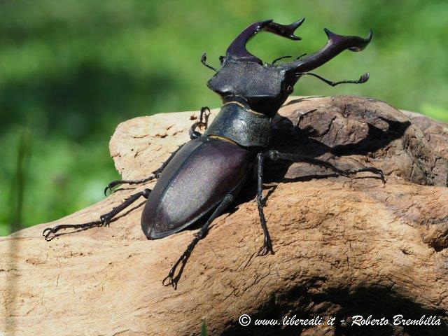 libereali: Cervo volante fa rima con gigante