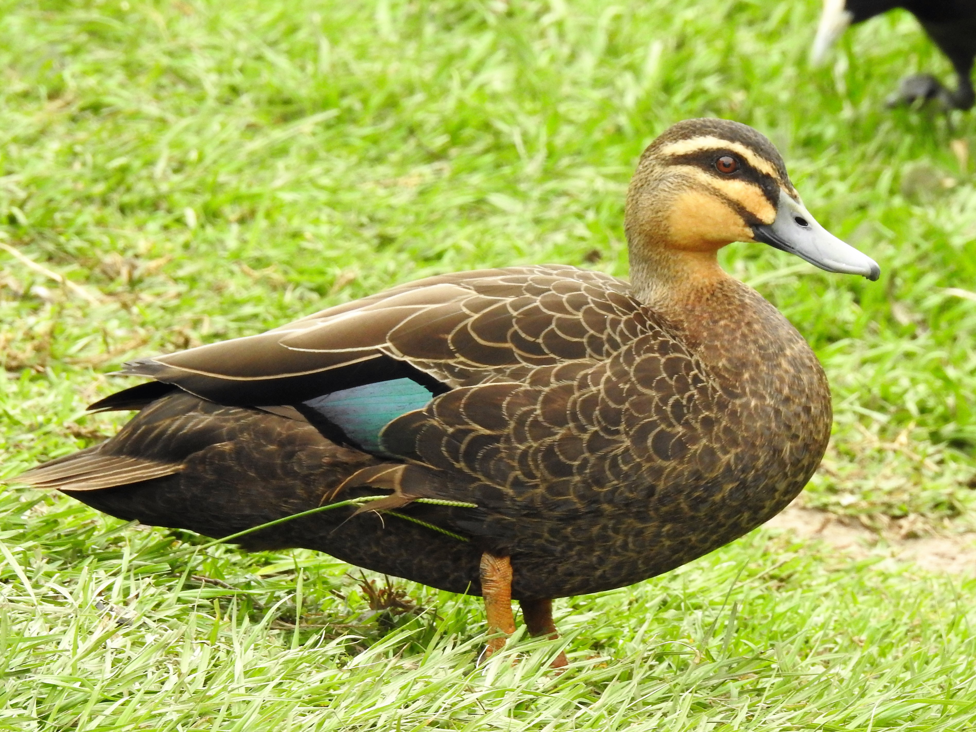Birding - Tweed Heads - Australia: Tweed Bird List with Photos