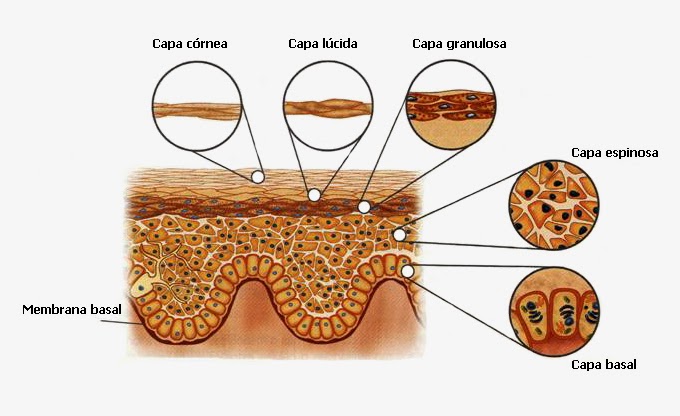 El rincón de la pecosa: LA PIEL