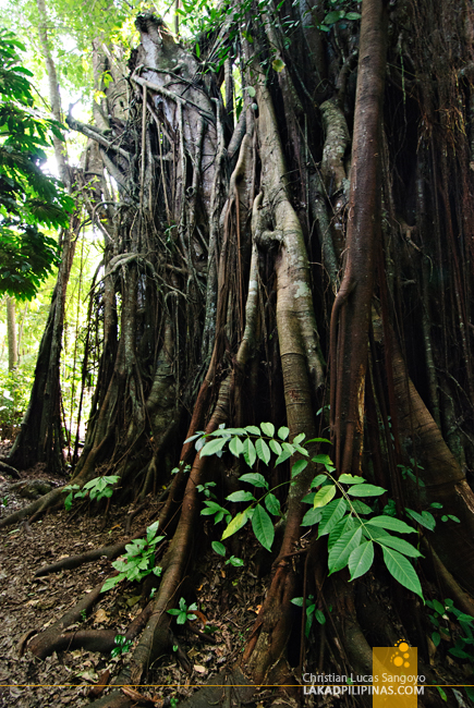 SIQUIJOR | Lazi’s Balete Tree ~ Above & Below the Century-Old Behemoth ...
