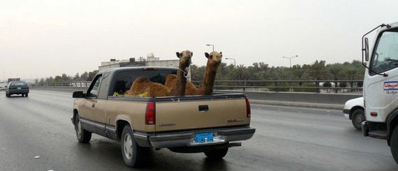 Foto-foto Onta Lucu ~ 1002 kliping berita unik internet