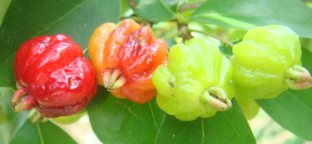 estilo gourmand: NATIVE AND DELICIOUS: The local berries of Rio de Janeiro