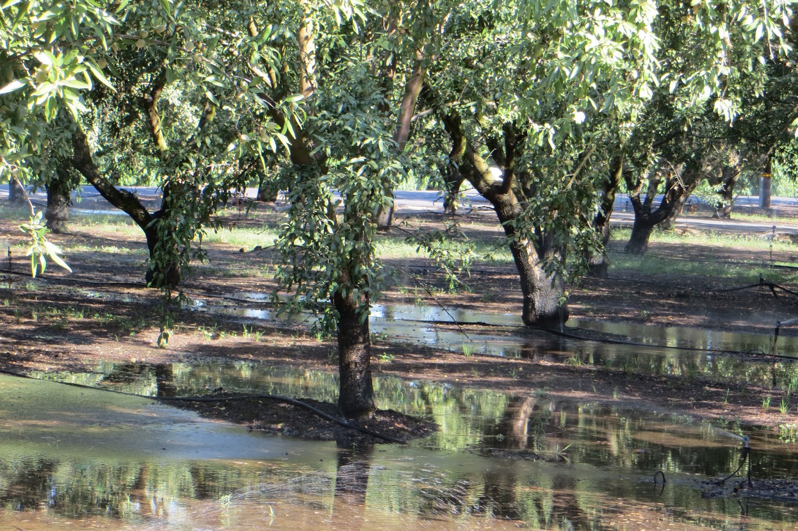 Rhett's Art Studio Blog: Sloshing Around in an Almond Orchard