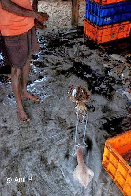 Windy Skies: Squid and Cuttlefish Fishermen Of Tarkarli, Malvan