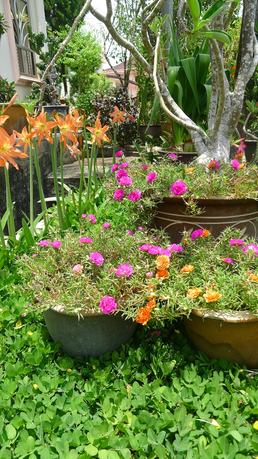 My Beautiful 'Flower - Flower ' World: Beautiful Japanese Roses at My ...