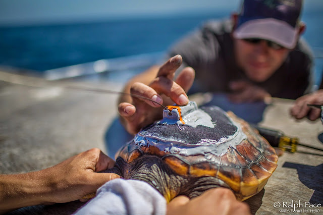 Coco The Caretta: the first loggerhead sea turtle telemetry off the ...