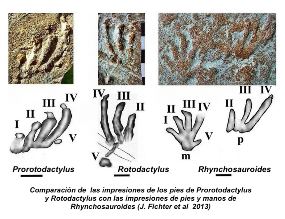 Mi Geoblog: Geologia y más: NUEVO YACIMIENTO DE ICNITAS DE DINOSAURIO ...