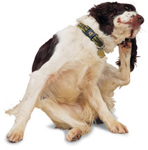 Reabilitação Animal: TRATAMENTO DA ATOPIA CANINA PELA MEDICINA ...