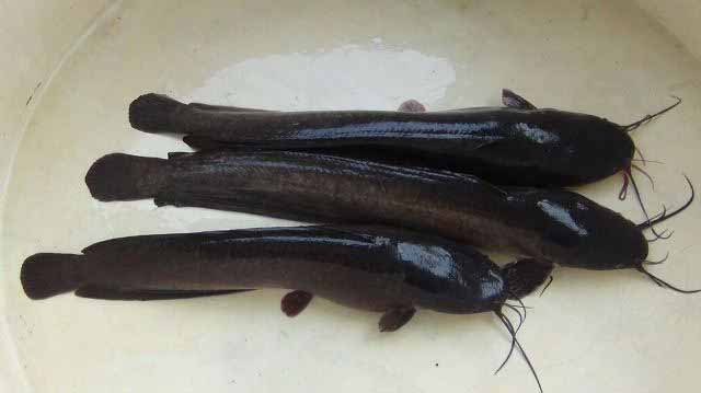 5 Jenis Lele Yang Sering Dikonsumsi dan Dibudidaya | Mangaico ...