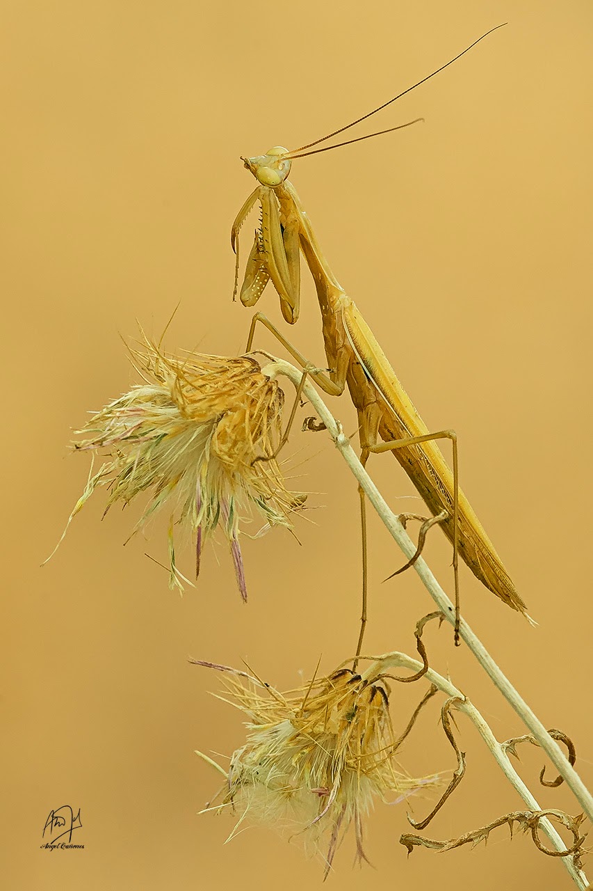 Fauna y FOTOS: AMANTIS mimosa