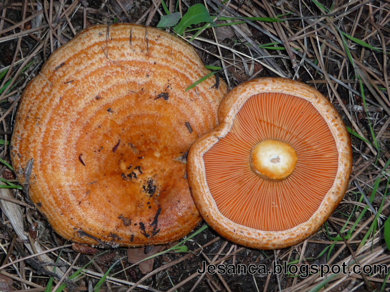 JESANCA: El Níscalo, la seta más popular de Sanlúcar de Barrameda