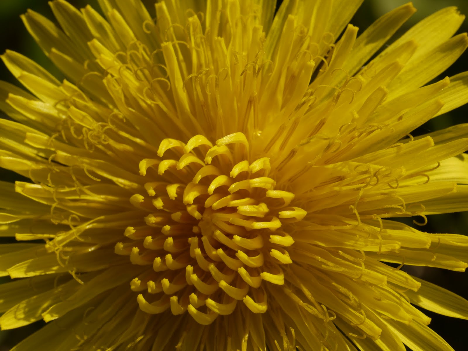 Longstoned: Tampopo ... the dandelion really is a beautiful flower ...