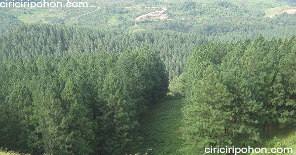 Jenis Pohon Pinus yang Mungkin Kamu Belum Tahu, Ternyata Ada Puluhan ...