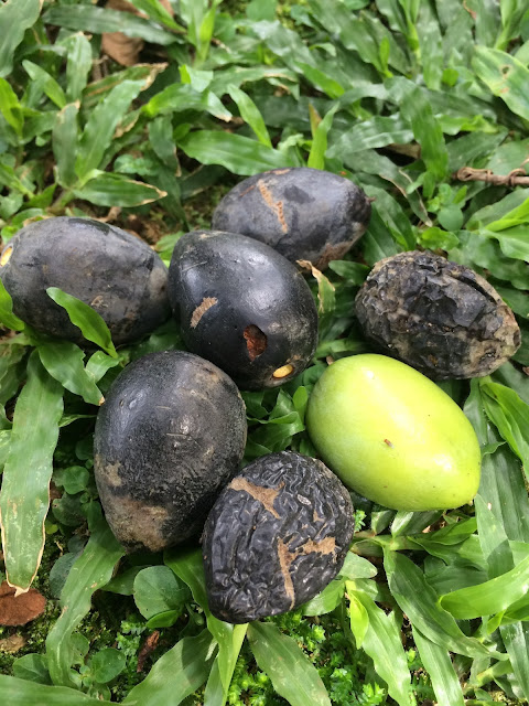 Pohon Kenari:Canarium Indicum ~ Cintapohonku