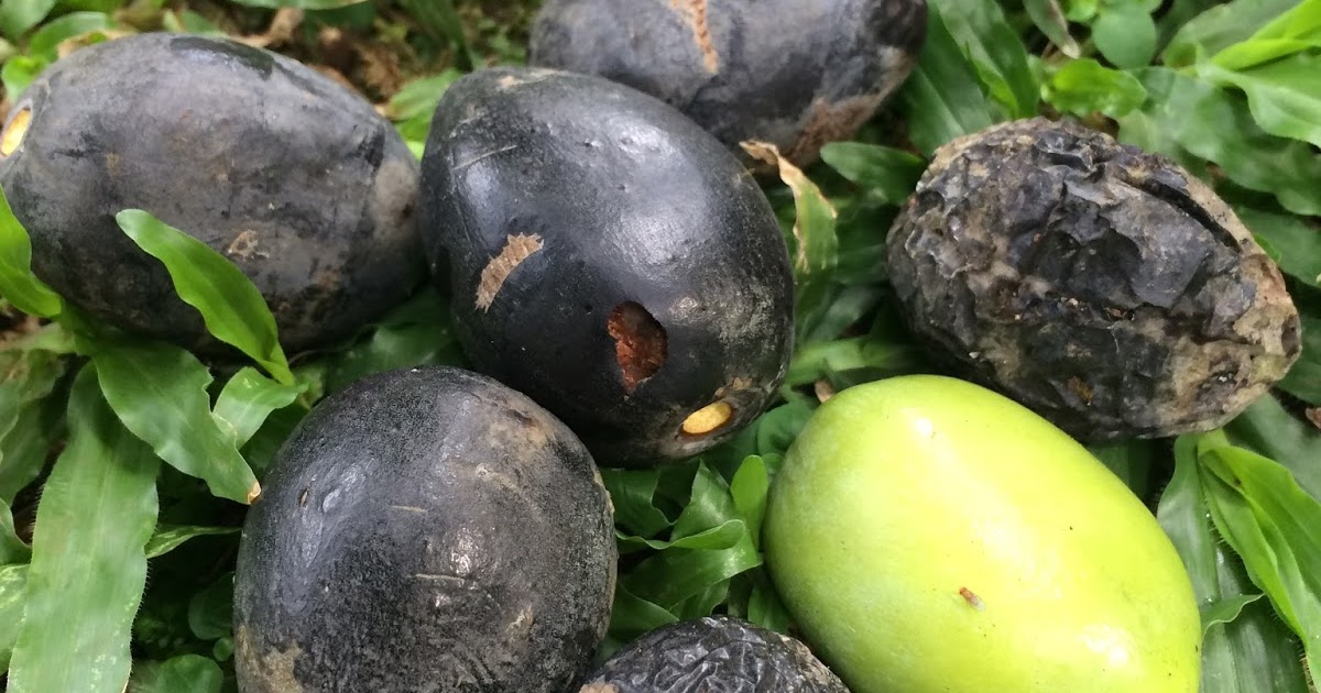 Pohon Kenari:Canarium Indicum ~ Cintapohonku