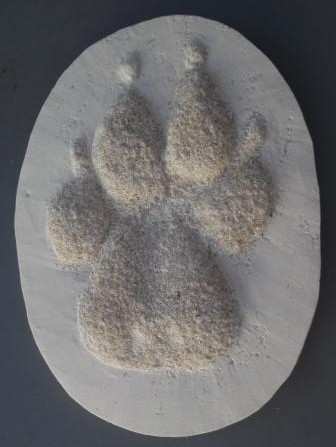 Every Bed of Roses: Making Animal Footprint Casts