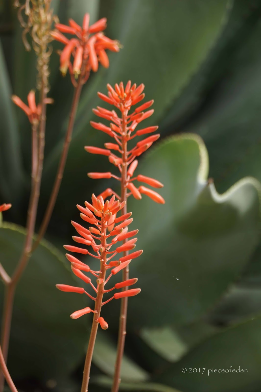 The Aloes Are Waking Up