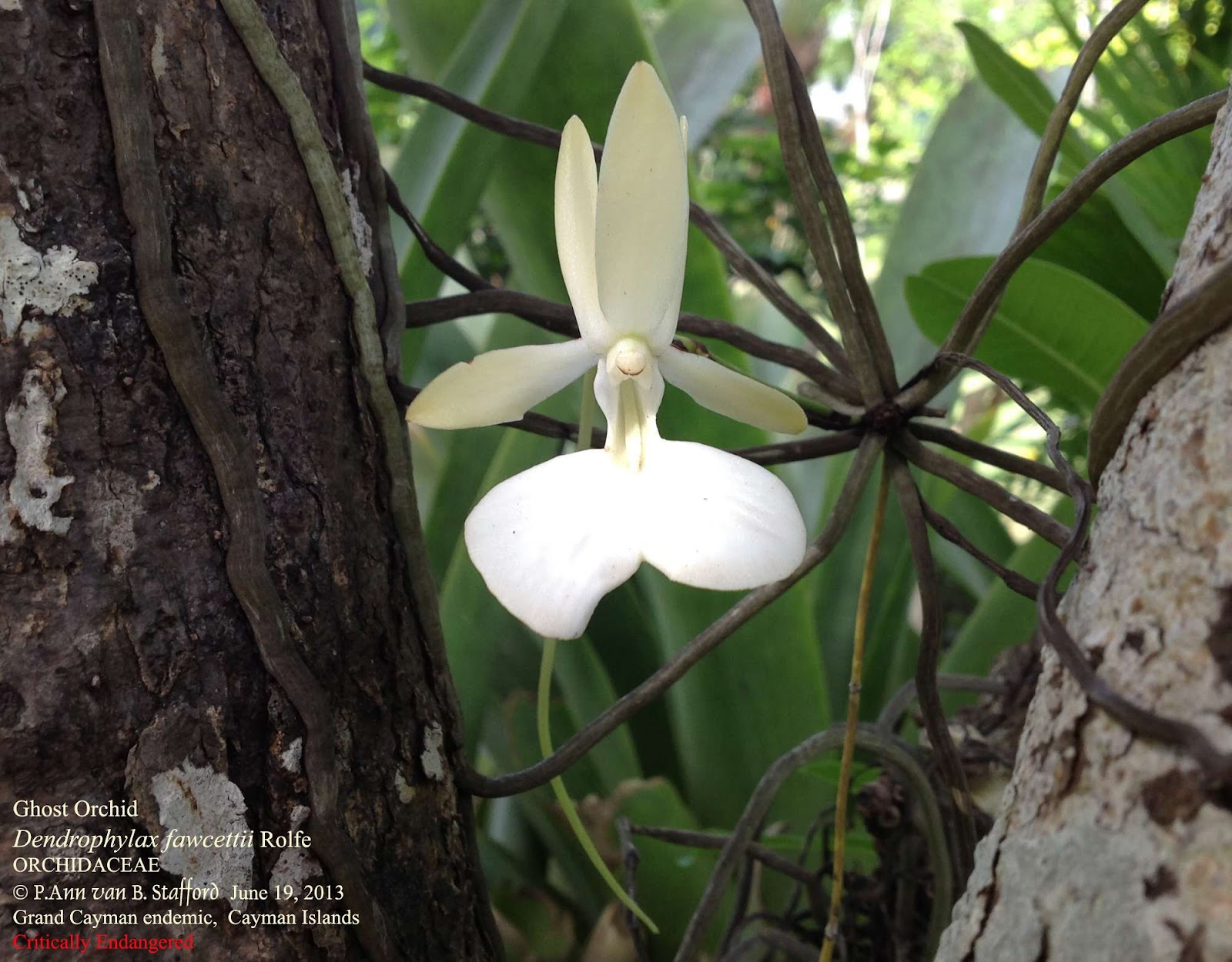 CaymANNature: Cayman Ghost Orchid - Dendrophylax fawcettii