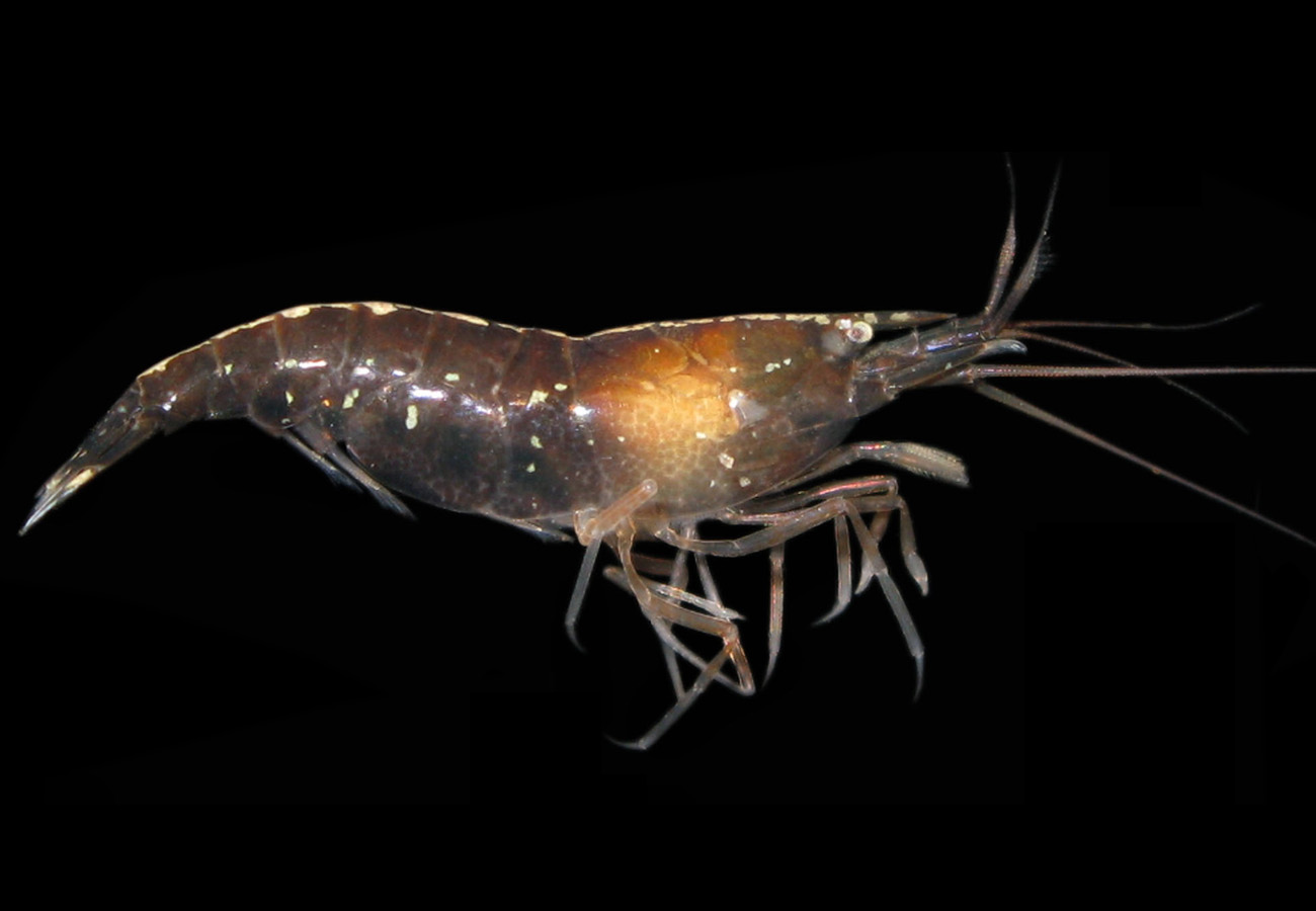 Species New to Science: [Crustacea • 2017] Athanas alpheusophilus ...