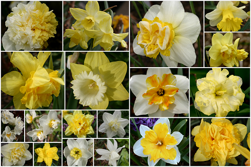 DAFFODIL VARIETIES NUMBER IN THE THOUSANDS - Sowing the Seeds