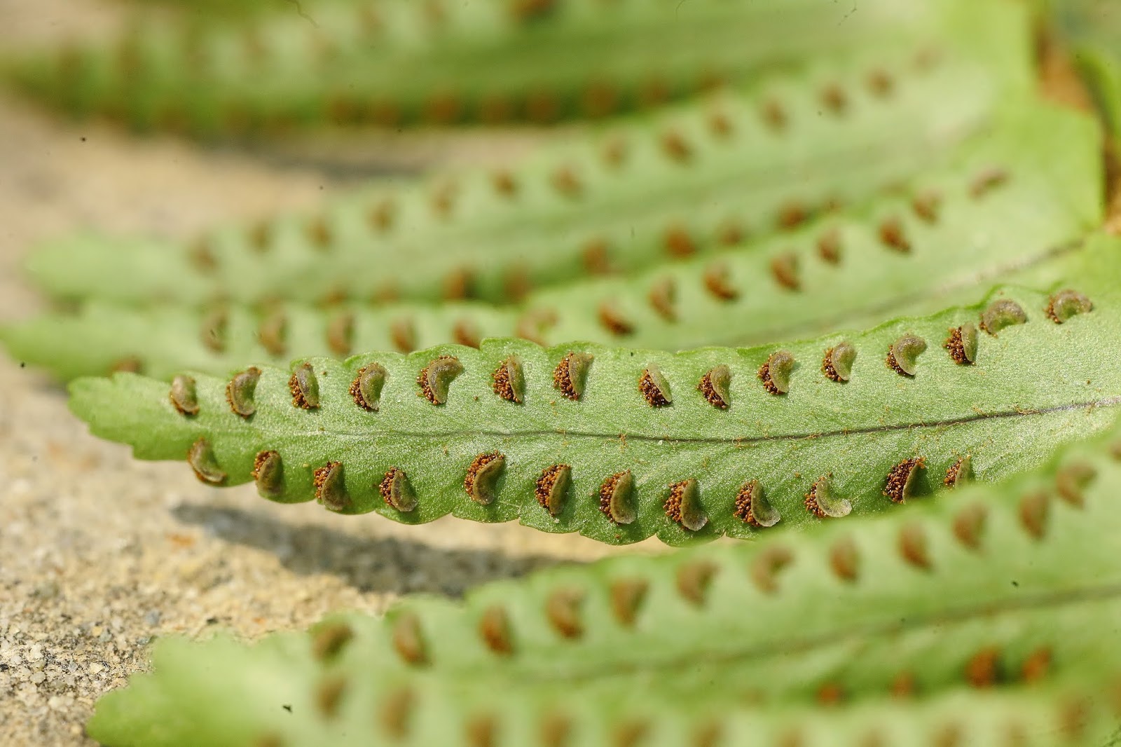 Ladder Fern (Nephrolepis cordifolia, Polypodiales)