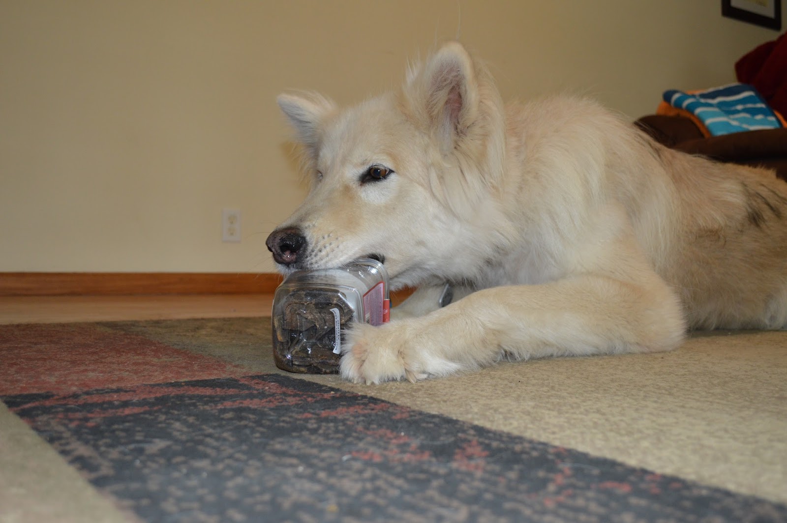 My Rotten Dogs: Evanger's Beef Liver Treats