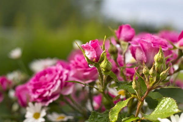 Ruususen Kuvia: Pinkit ruusut