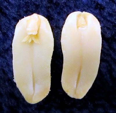 Keeping Focused: A Santa Claus In Every Peanut