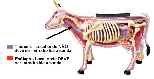 bacialeiteira.blogspot.com: COMO DESENGASGAR UMA VACA.........NO SUFOCO