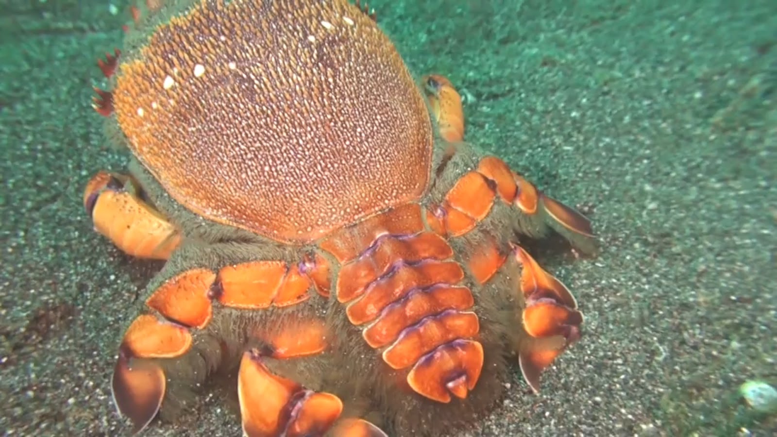 Real Monstrosities: Spanner Crab