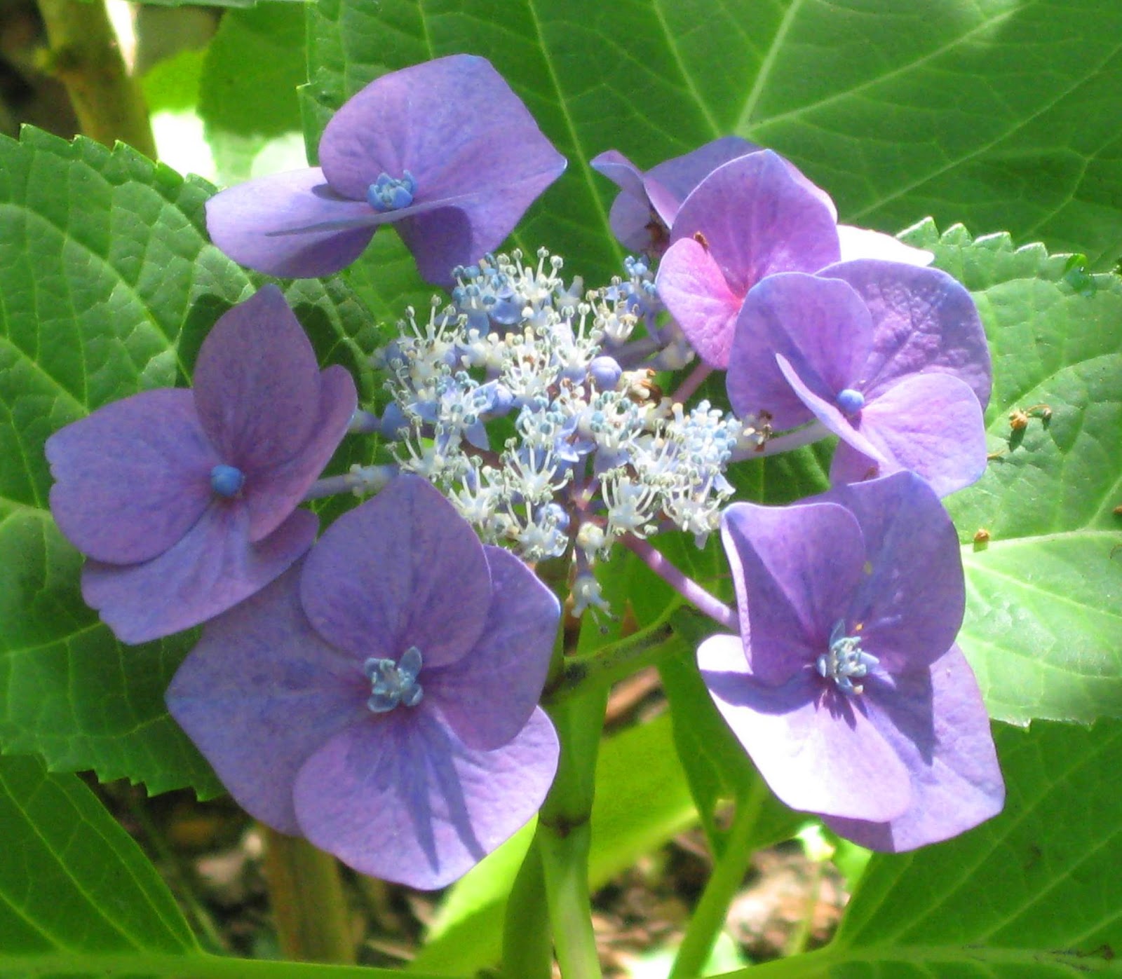 Strathcona Beekeepers' Library: Vancouver Bee Plants