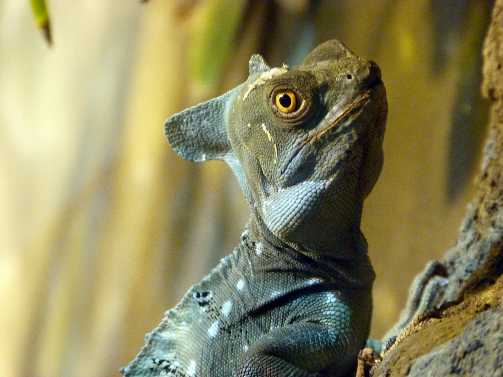 Zoo Tails: Zoo Interpreter Interview