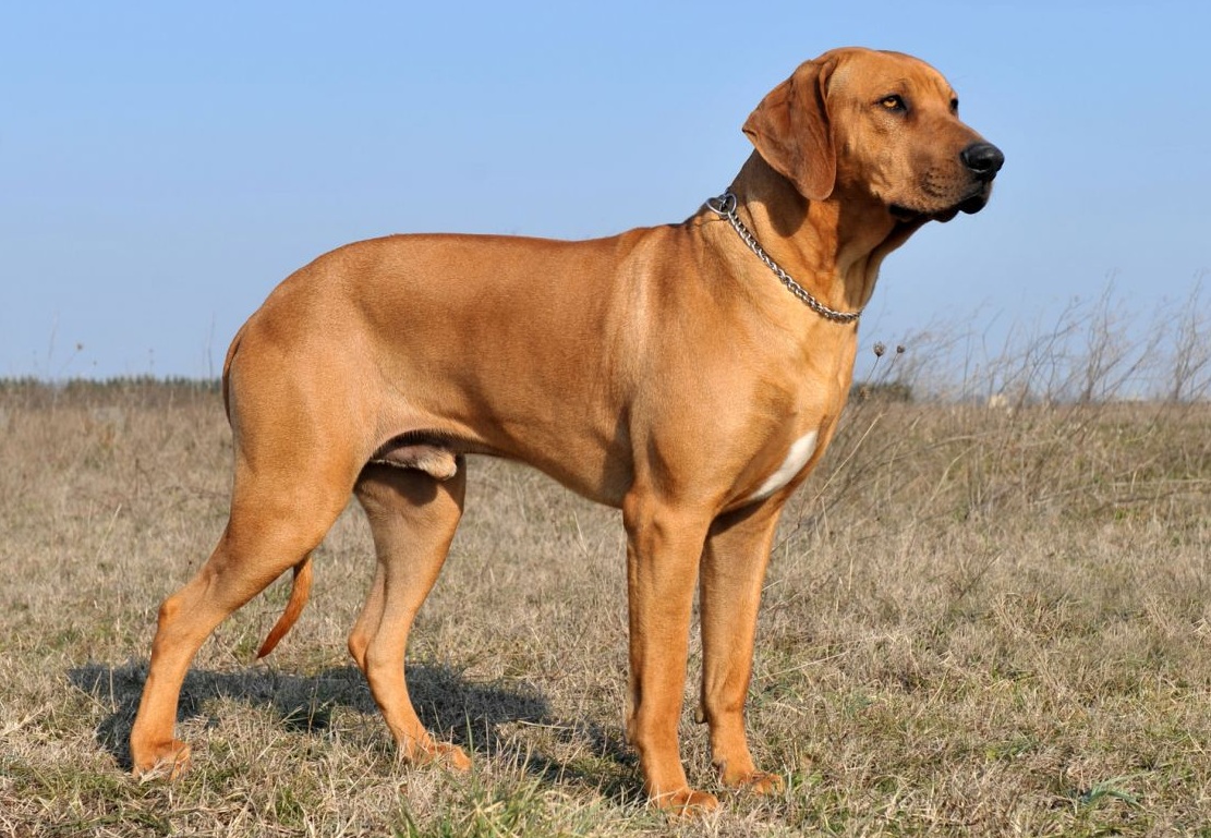 MediPet Clínica Veterinaria: Rhodesian