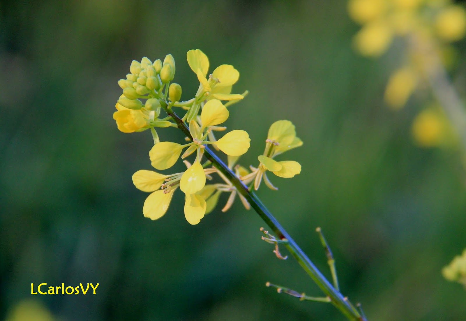 Plantas silvestres de Asturias: Mostaza silvestre,nabo montés,nabu ...