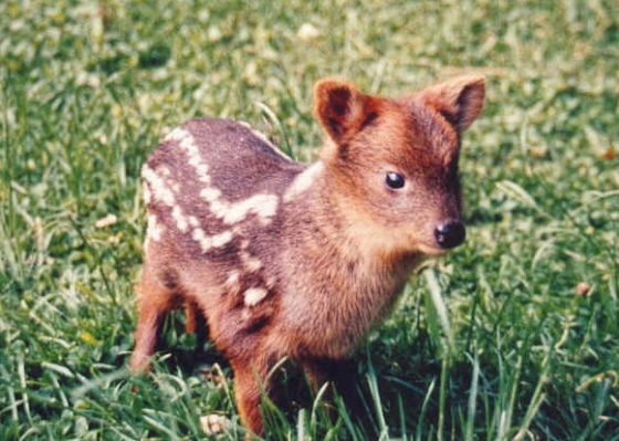 Kawaii means cute: I love baby Pudus