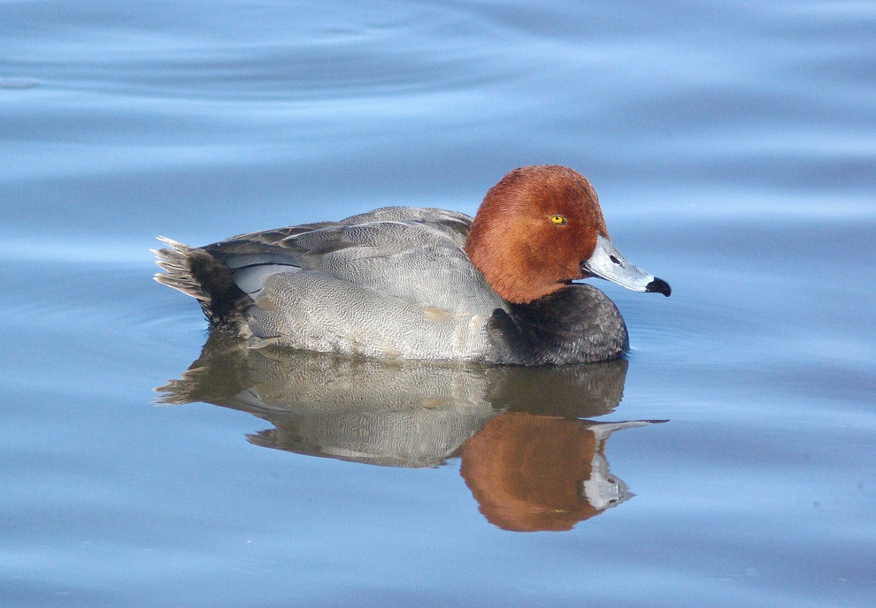 Female Redhead Duck Wing