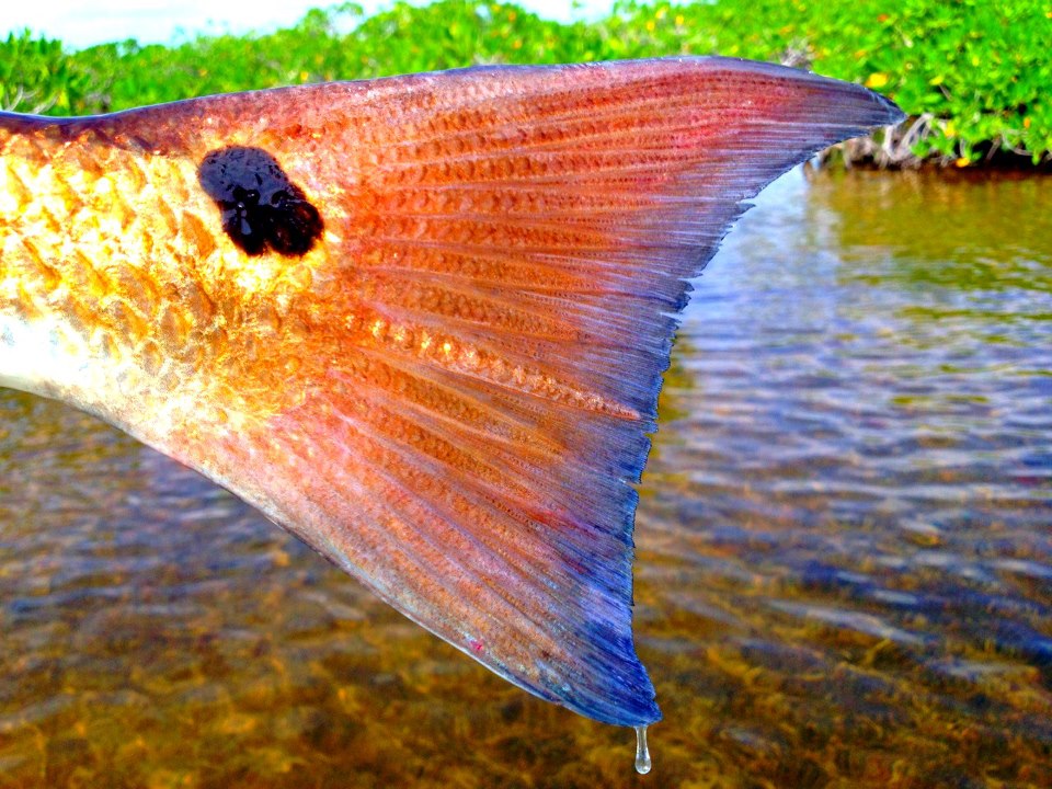 On Foot Angler: December 2012