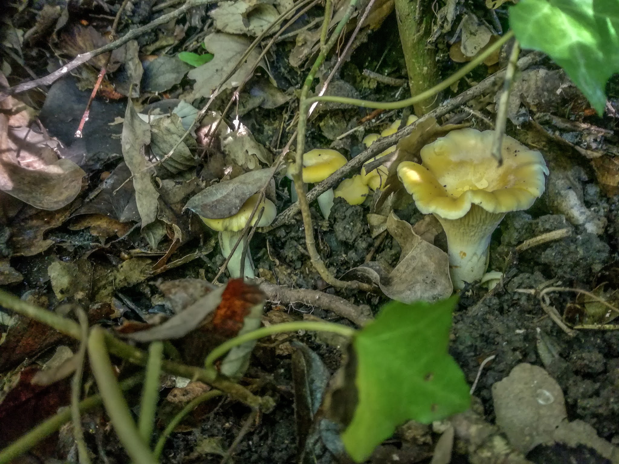 Dove trovare i funghi galletti, finferli o gallinacci - Seduti a Tavola