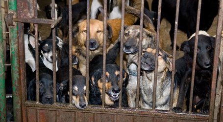 Taiwan Animal Welfare Internship: Day 15: Animal Protaction Course